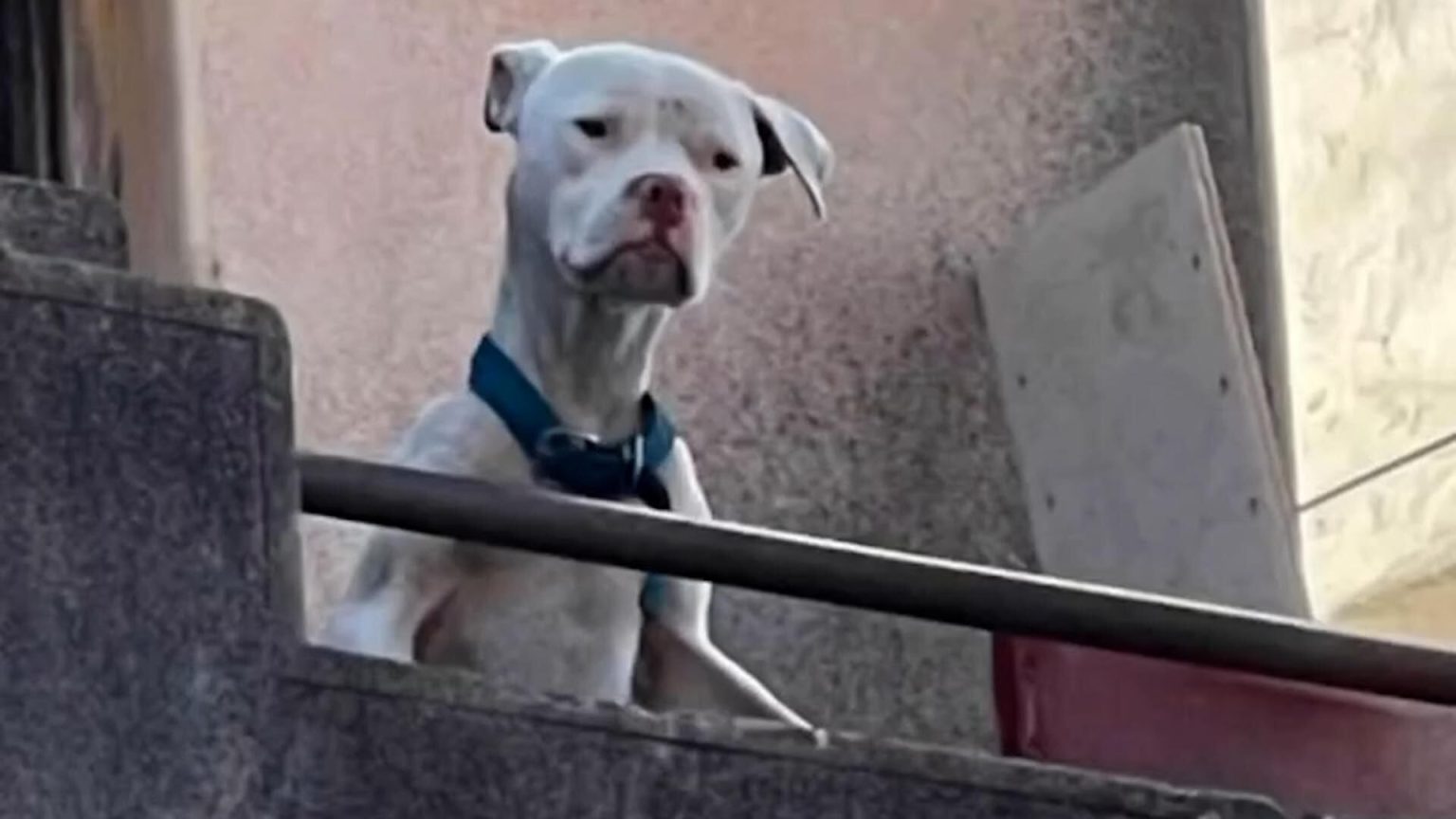 Desnutrido y abandonado: así rescataron a un dogo argentino que Claudio ...