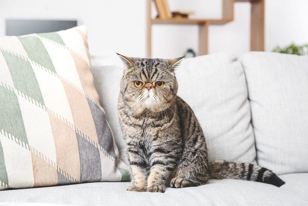 Vivir con gatos no está relacionado con empeoramiento del asma en los ...